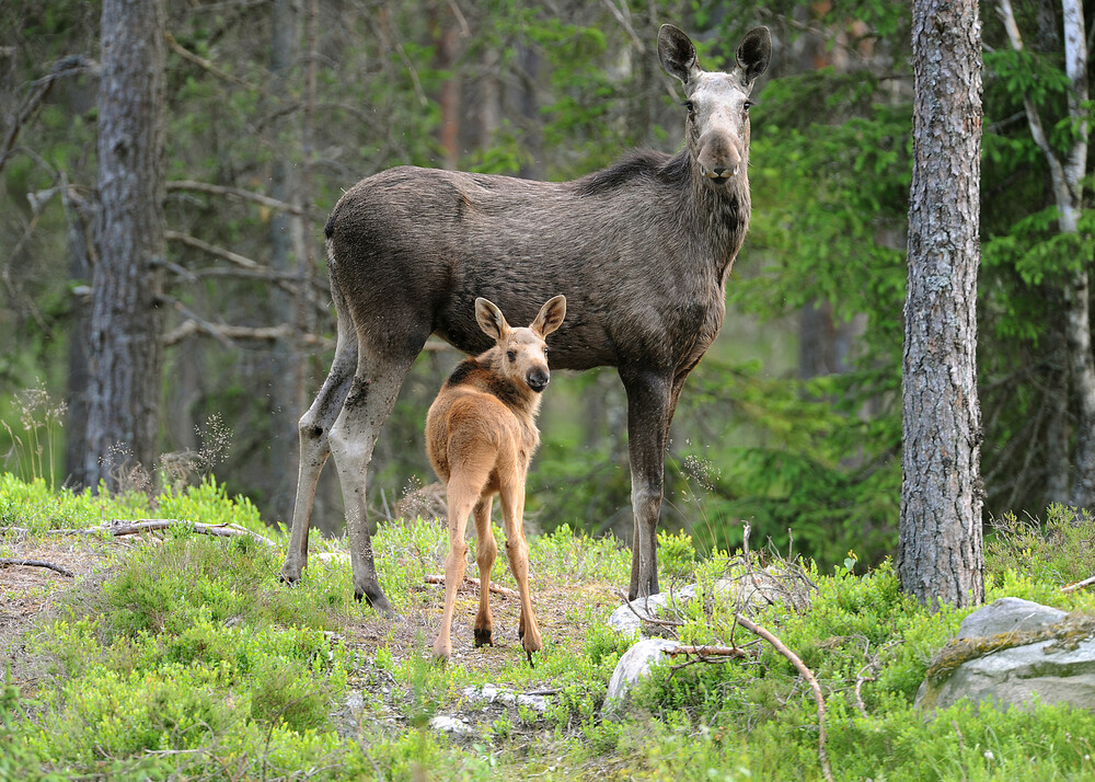 Sydved - Älgen – en symbol för Sverige
