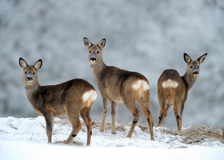 Sydved - Det gracila rådjuret