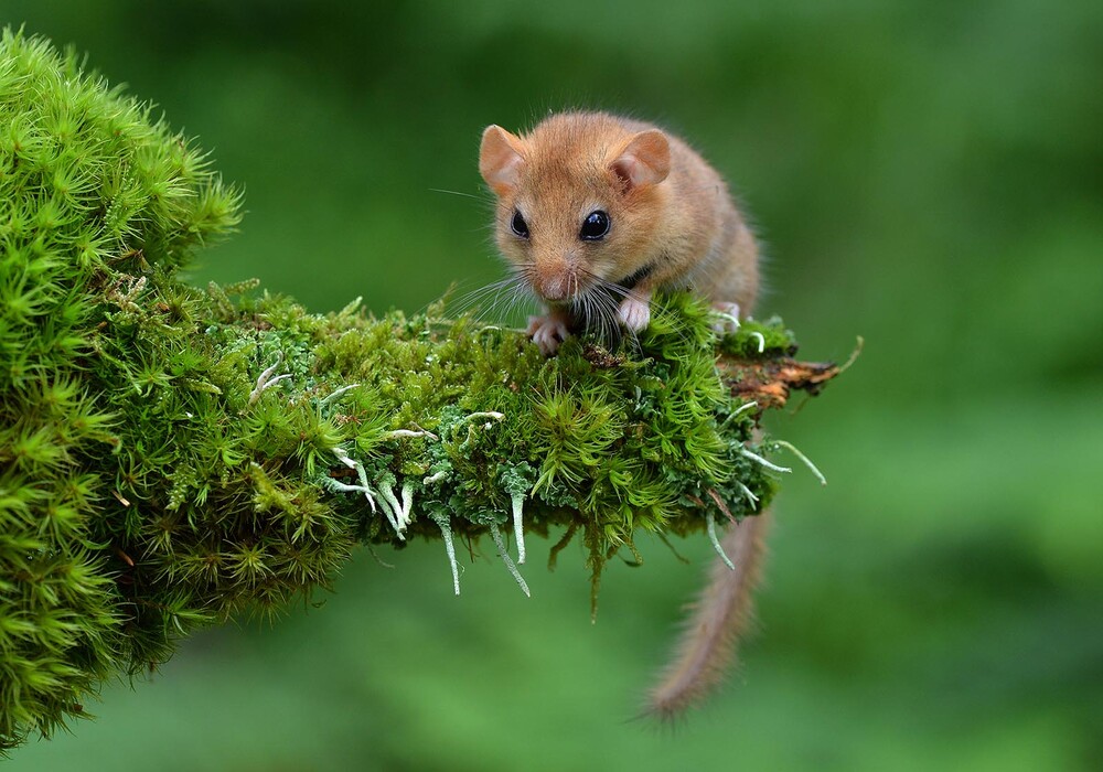 Sydved - Hasselmusen