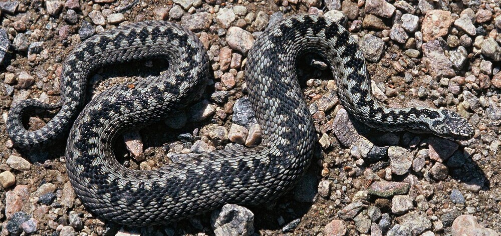 Sydved - Huggormen dödar bytet med gift