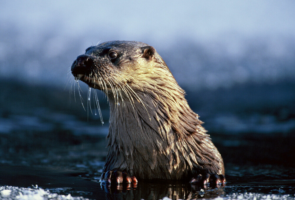 Sydved - Pälsar på sig