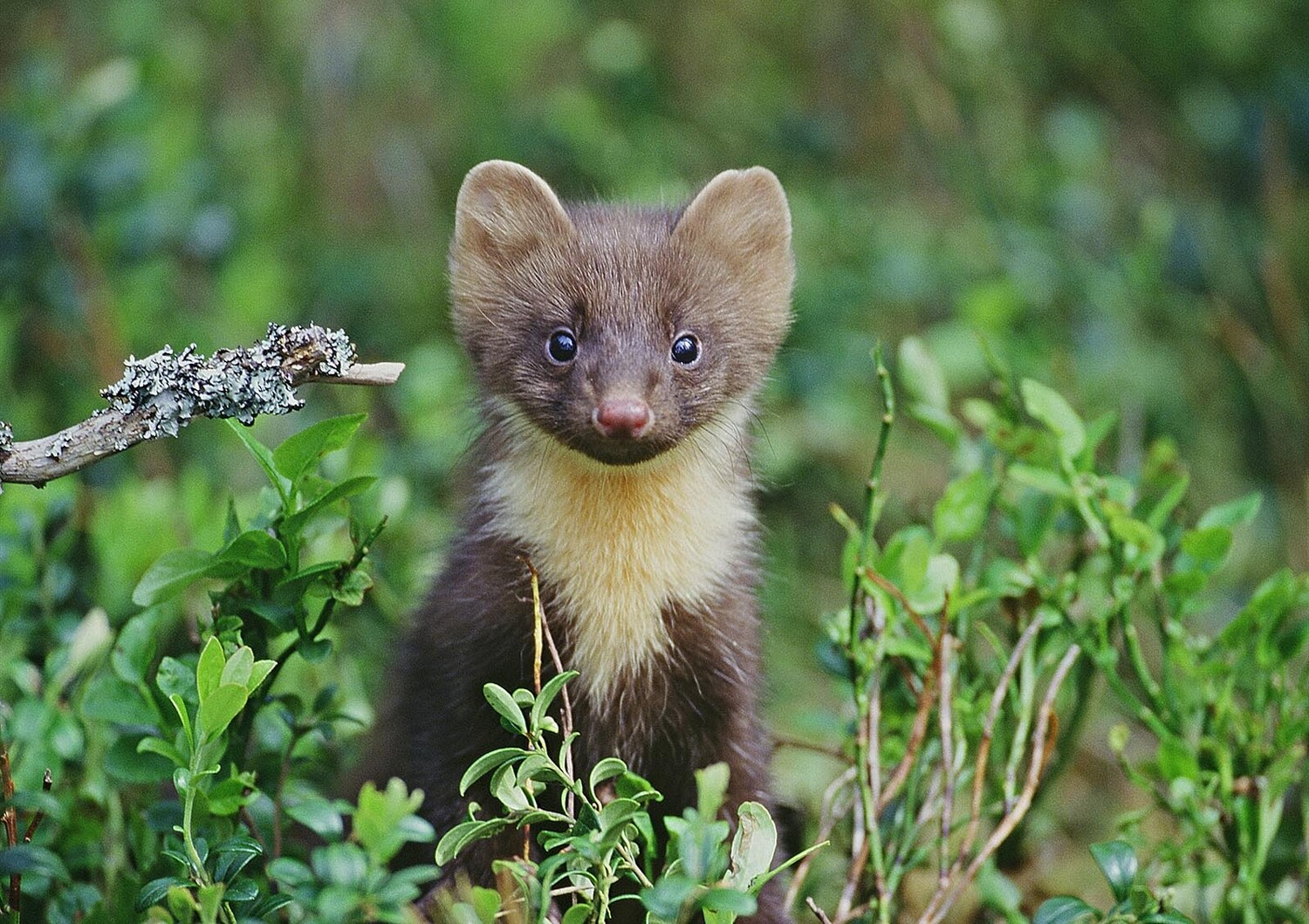 Sydved - Skogsmården trivs bäst i gammal skog