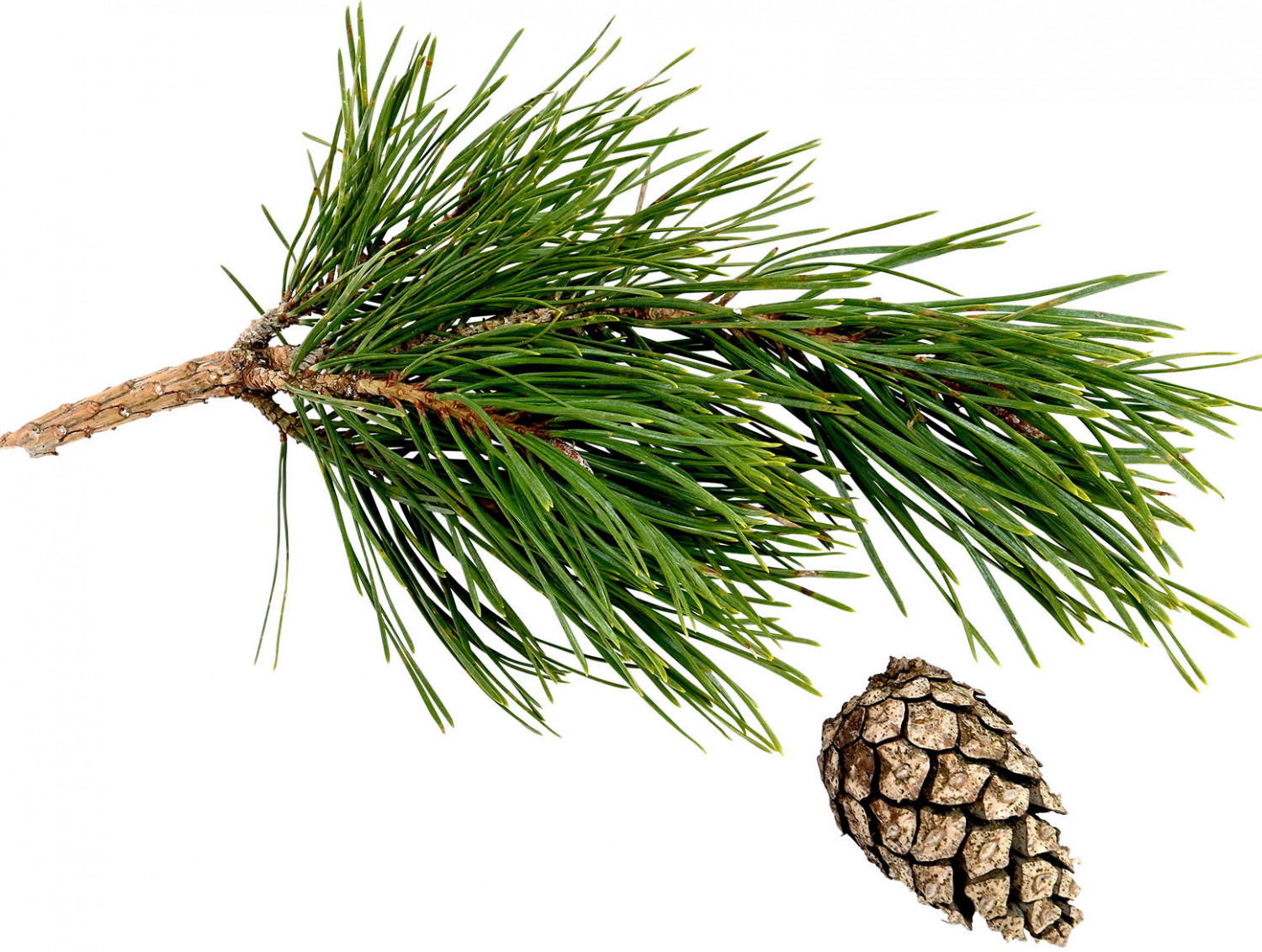 Sydved - Sveriges träd: tall (pinus sylvestris)
