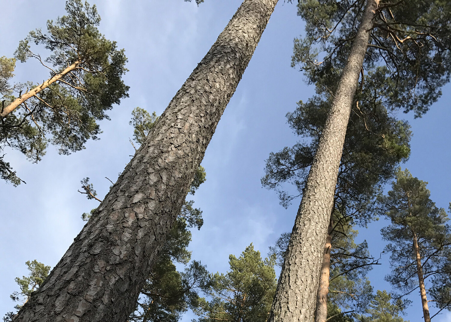 Sydved - Sveriges träd: tall (pinus sylvestris)