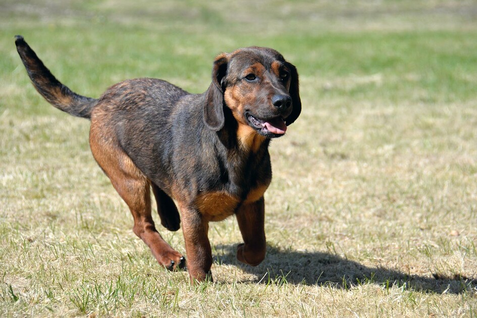 Sydved - Sådan jakt sådan hund