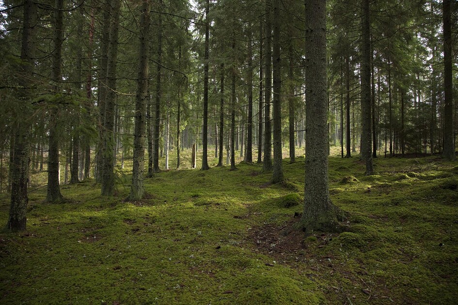Sydved - Dra åt skogen – uttryck från skogen