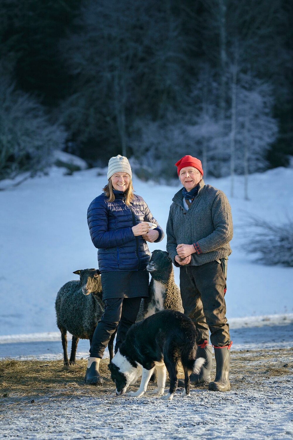 Sydved - Ett skogsbruk förgyllt av får