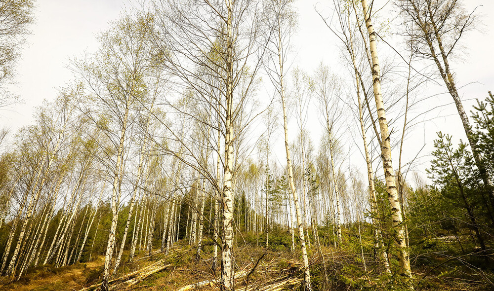 Sydved - Björk, al och asp – topp tre bland lövträden!