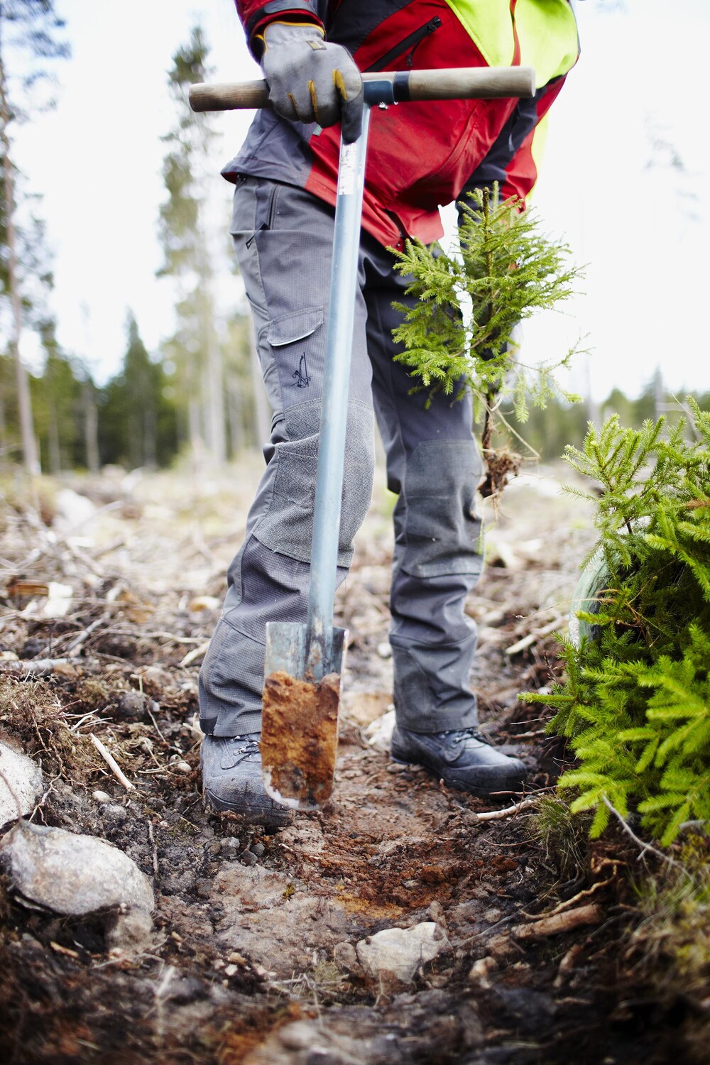 Sydved - Plantor och plantering