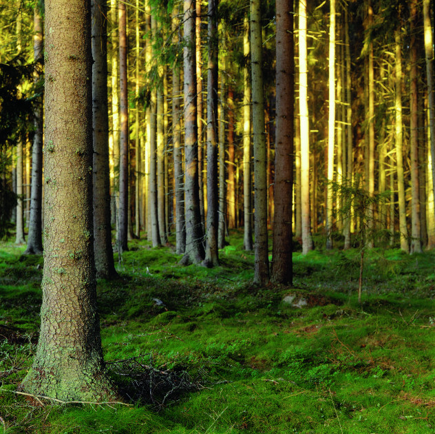 Sydved - Välkommen till skogskväll om framtidens skog!