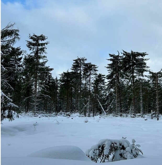 Sydved - Stora utmaningar efter stormen på Österlen