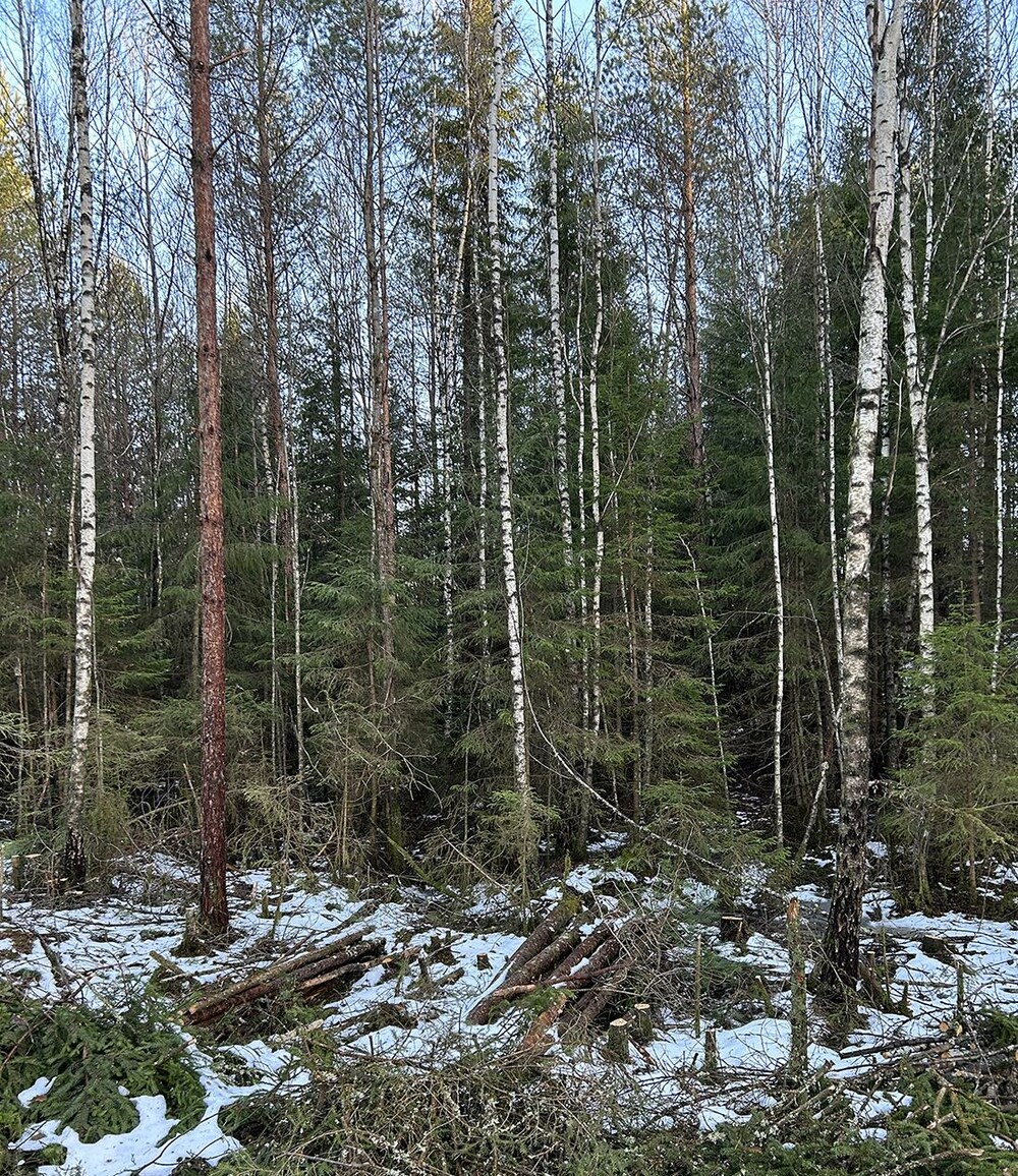 Sydved - Uttag av klena stammar vid förstagallring