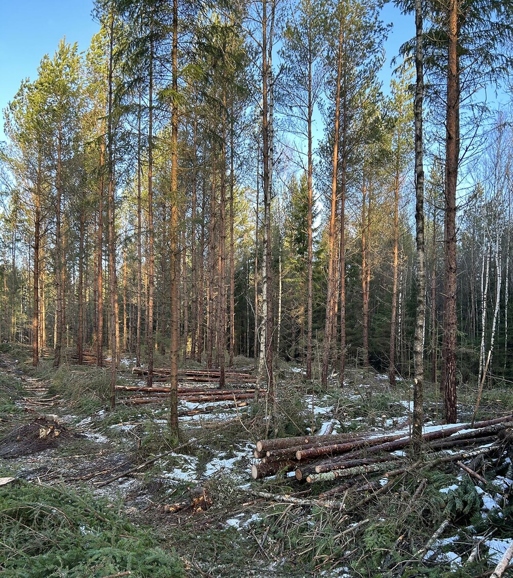 Sydved - Uttag av klena stammar vid förstagallring