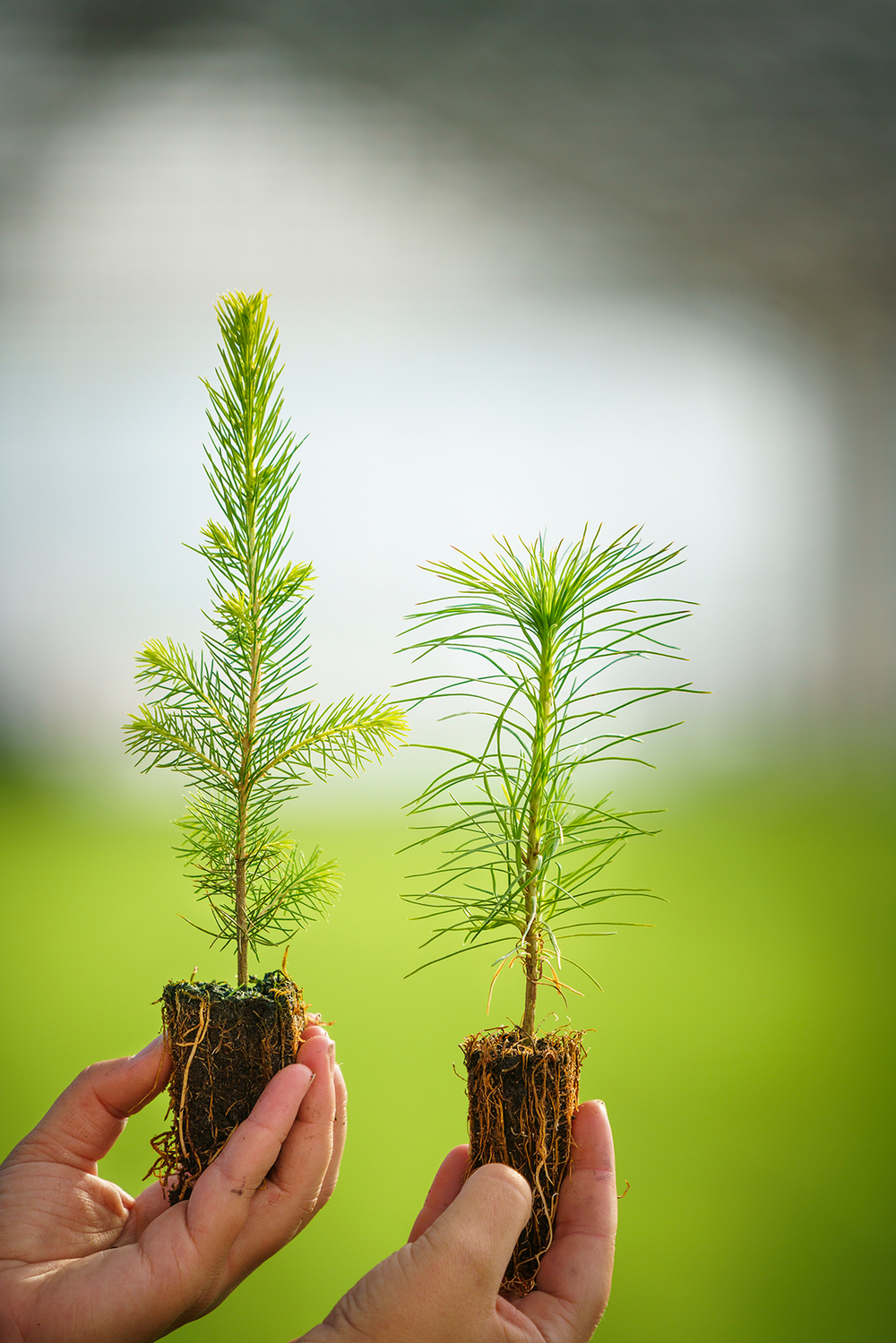 Sydved - Plantor och plantering