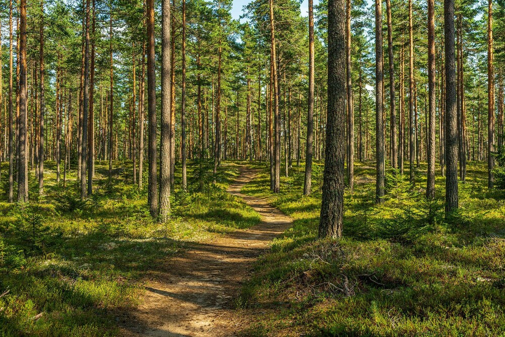 Sydved - Har du koll på din skog?
