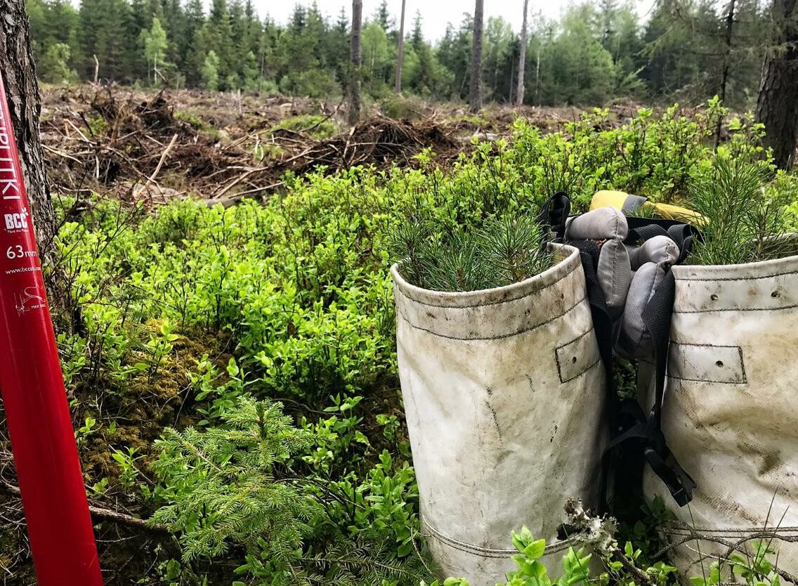 Sydved - Plantor och plantering