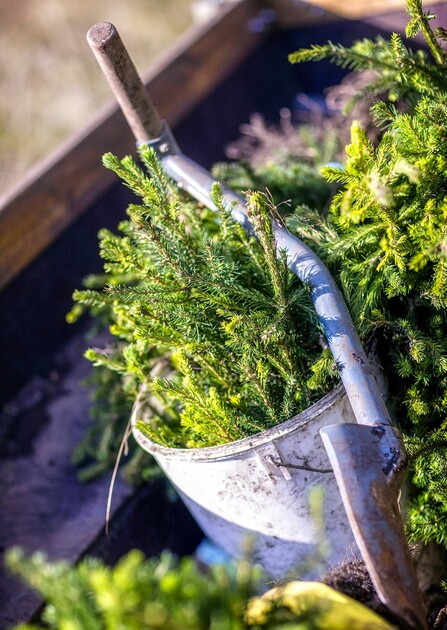 Sydved - Plantor och plantering