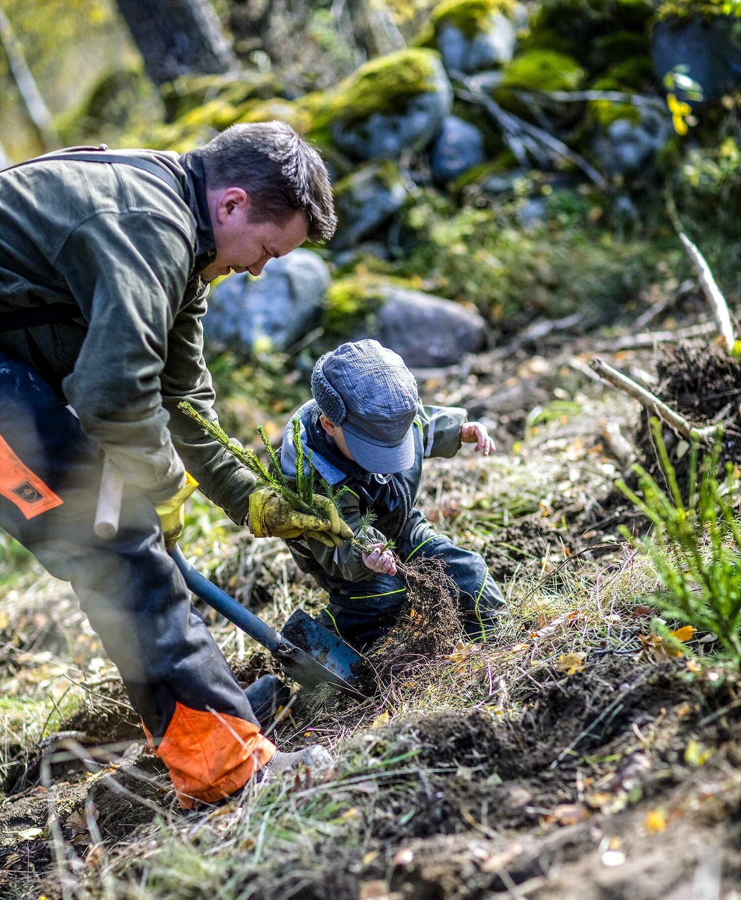 Sydved - Plantor och plantering
